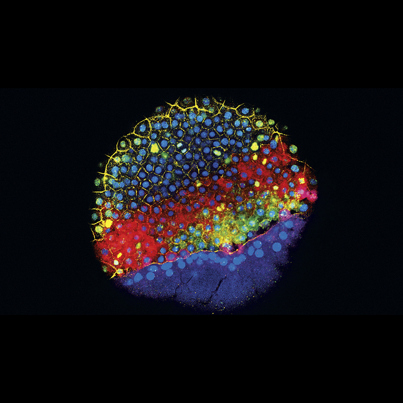 Science breakthrough of the year 2018: Development cell by cell ...